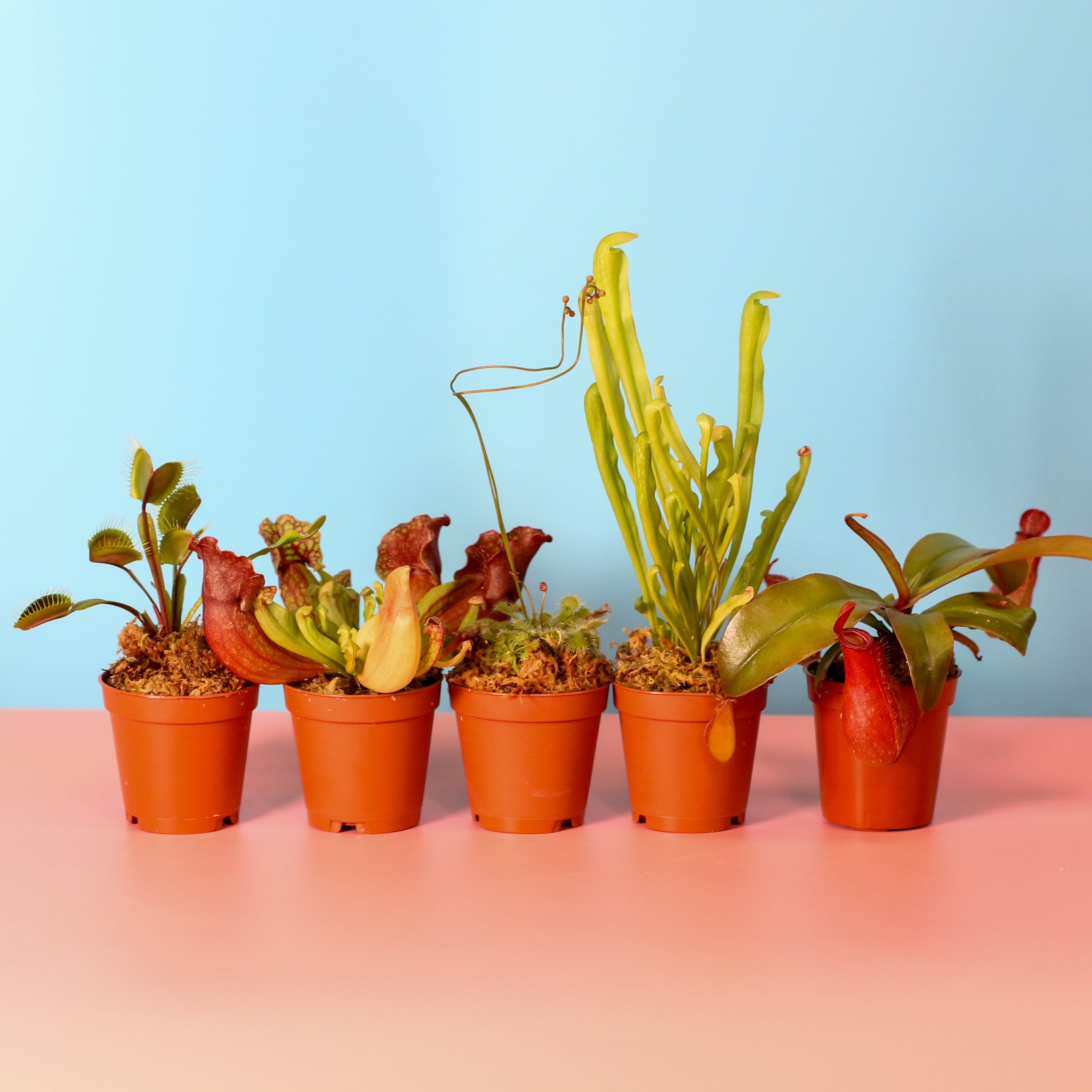 Party of Five Carnivorous Plant Bundle | The American Gringo