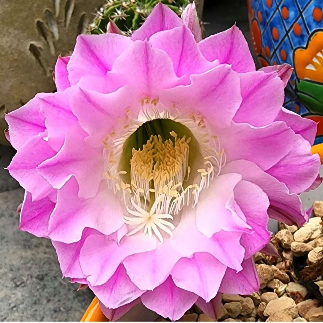 Shop GARDENING TOOLS, ACCESSORIES AND PLANT ELIXIRS at The American Gringo