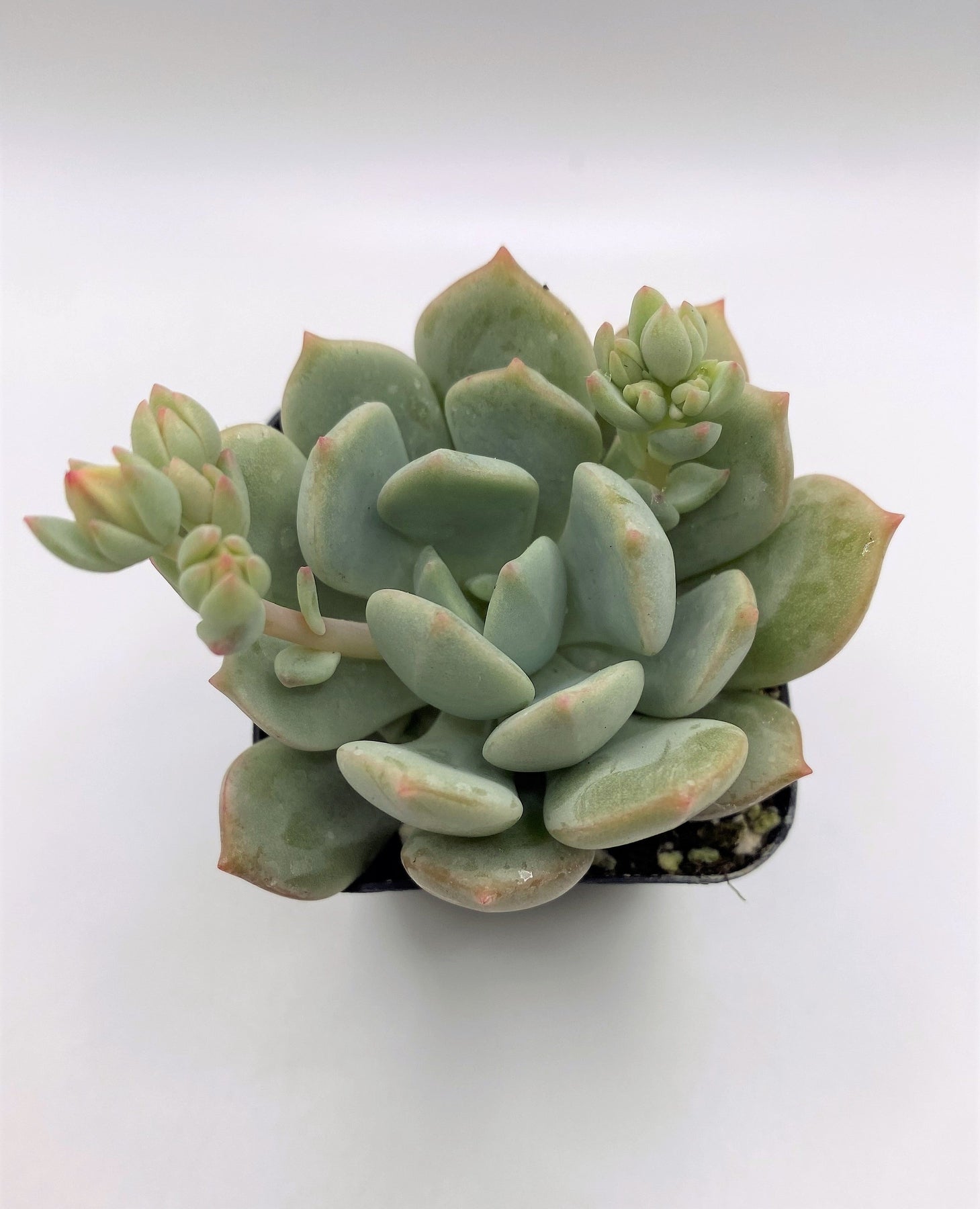 #21 Graptoveria Moonglow | The American Gringo
