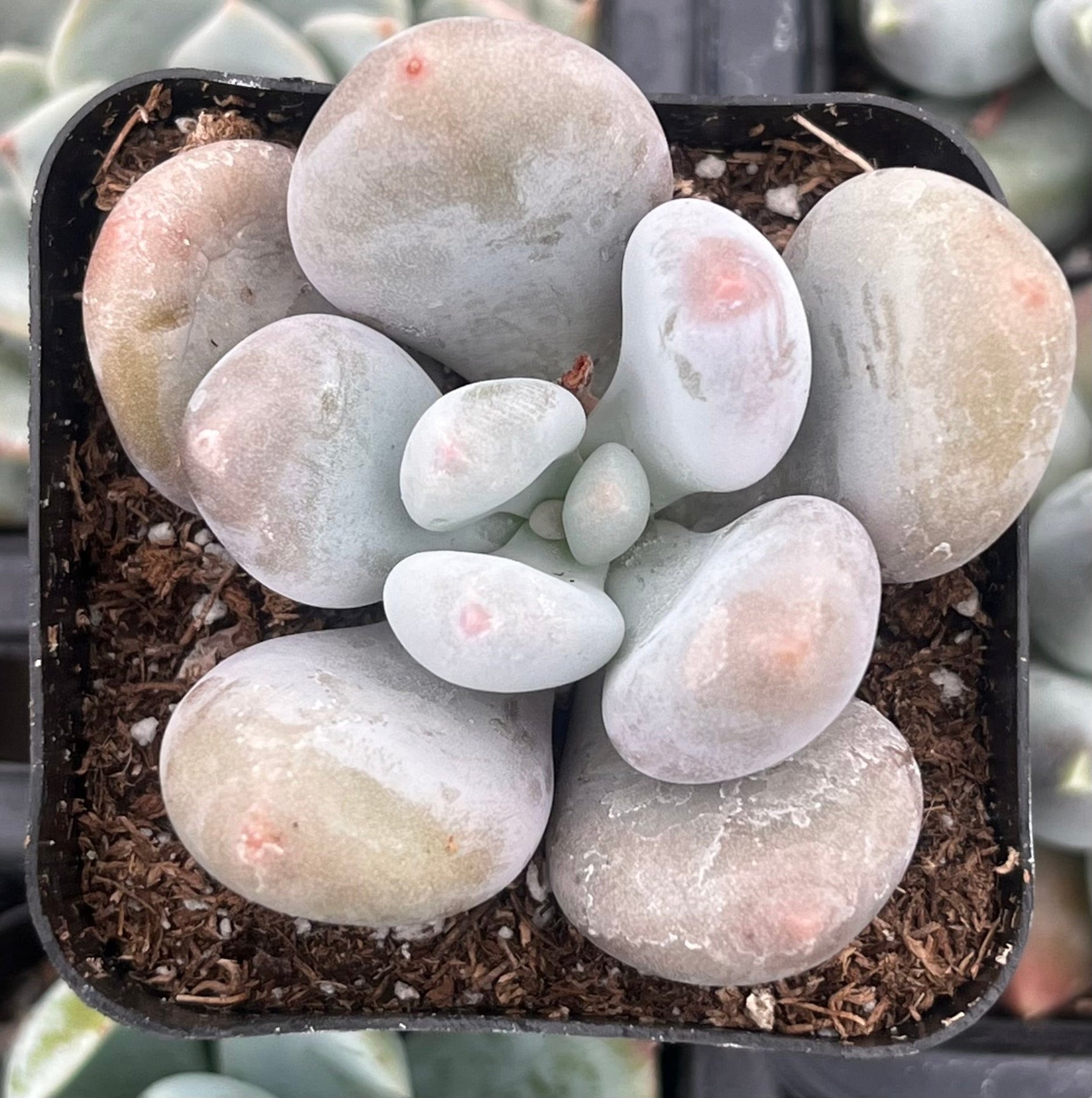 Moonstones Pachyphytum | The American Gringo