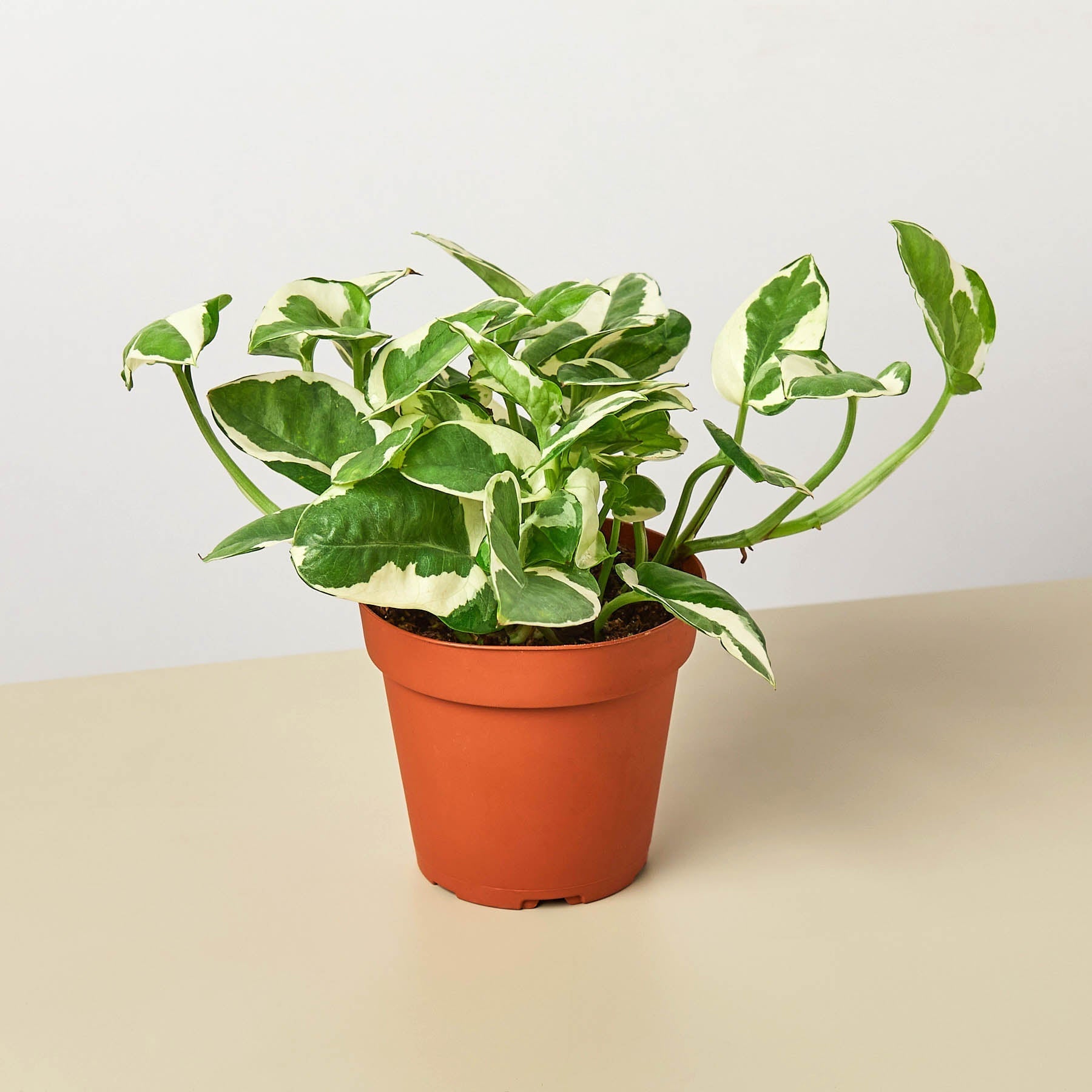 Pothos 'N'joy' | The American Gringo