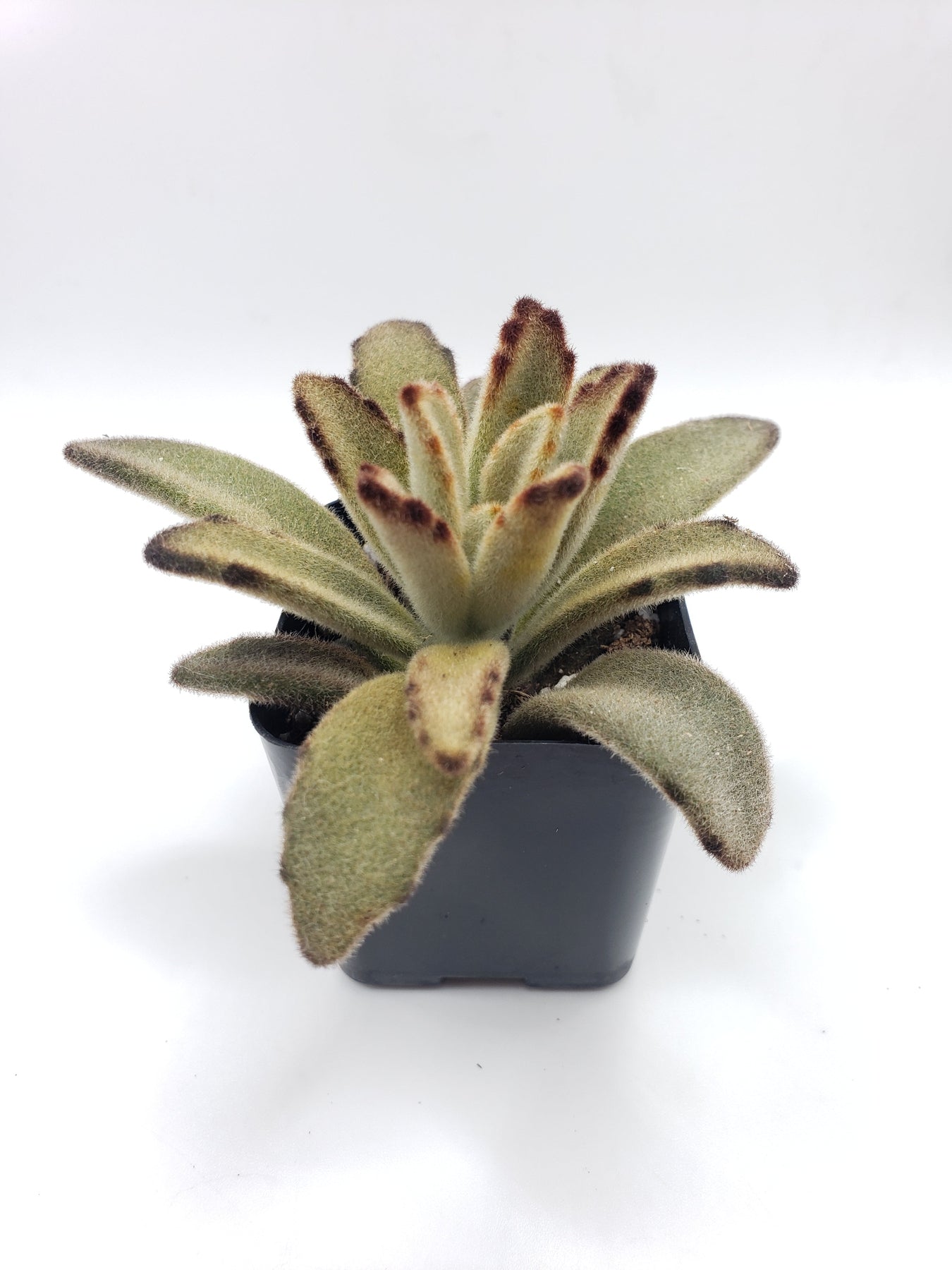 #4 Kalanchoe Chocolate Soldier mainly brown color | The American Gringo
