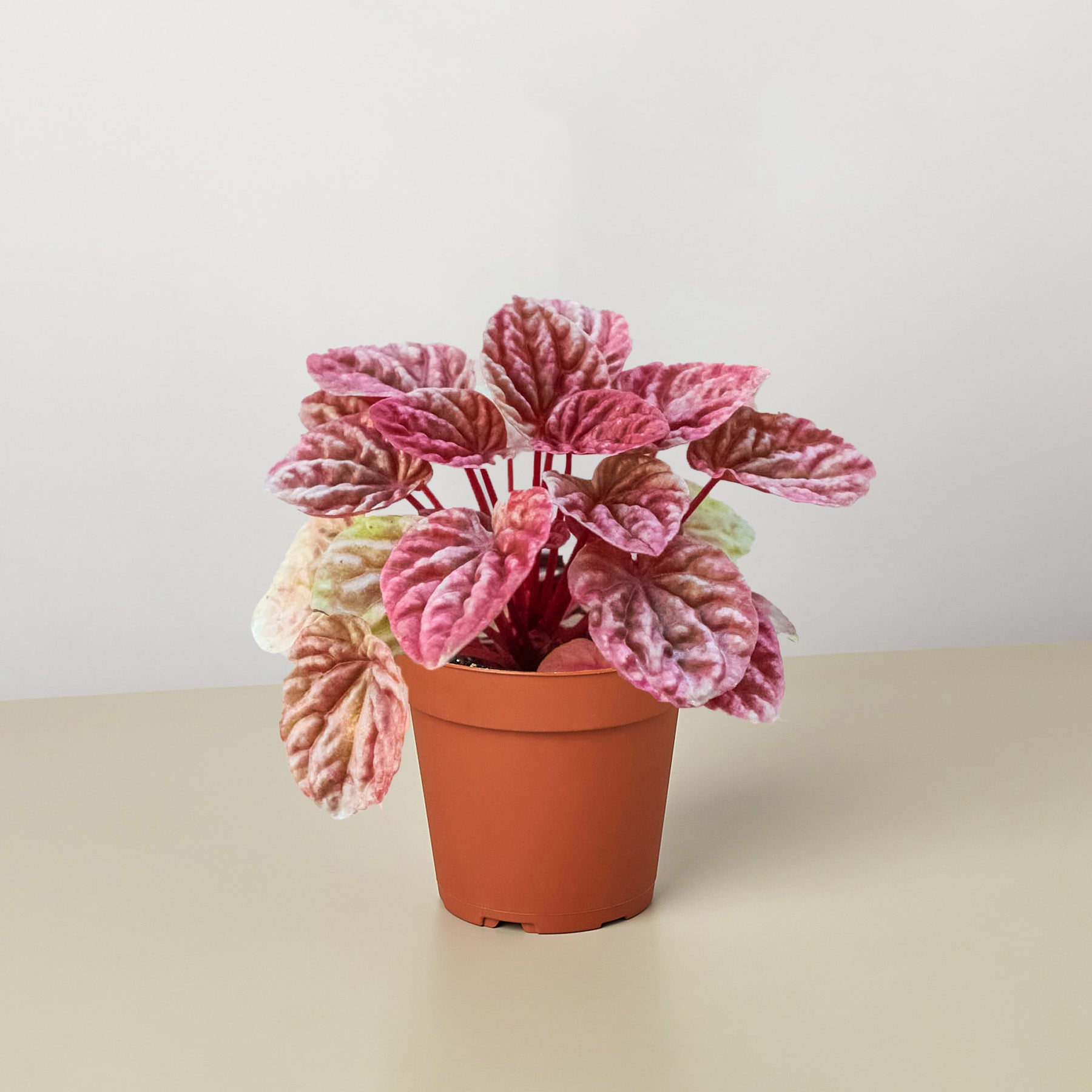 Peperomia 'Quito' | The American Gringo