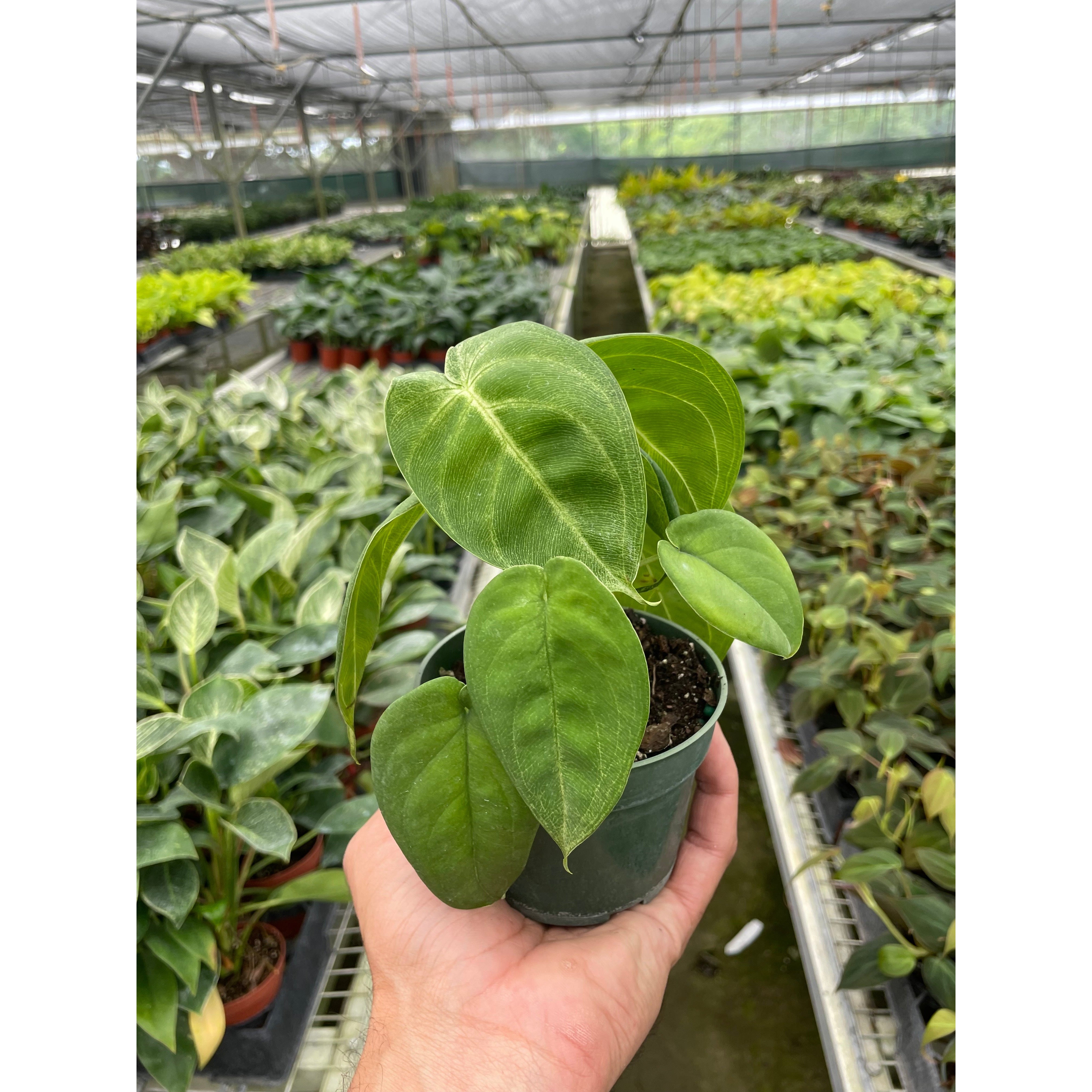 Syngonium 'Ice Frost' | The American Gringo