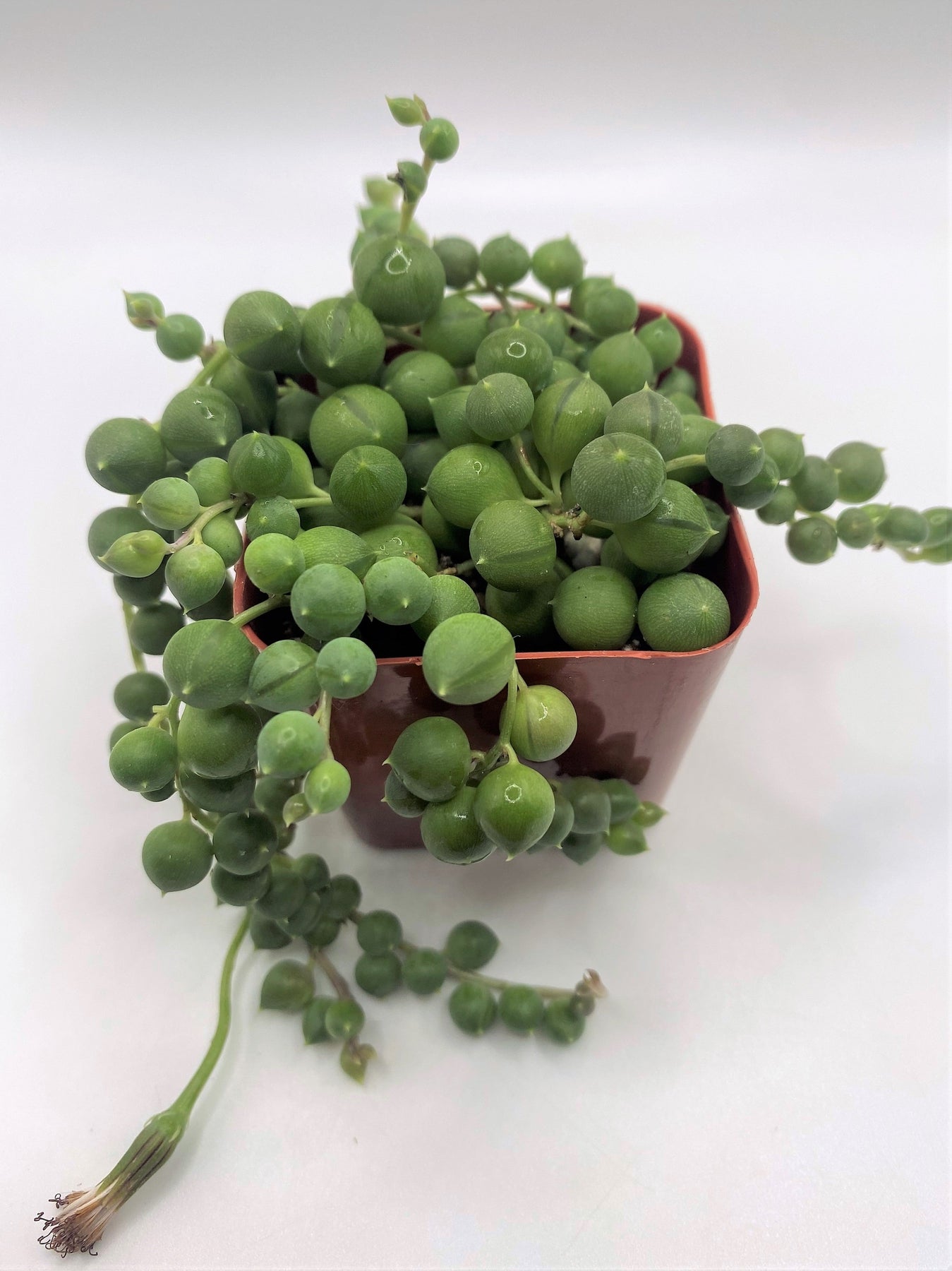 #8 Senecio String of Pearls | The American Gringo