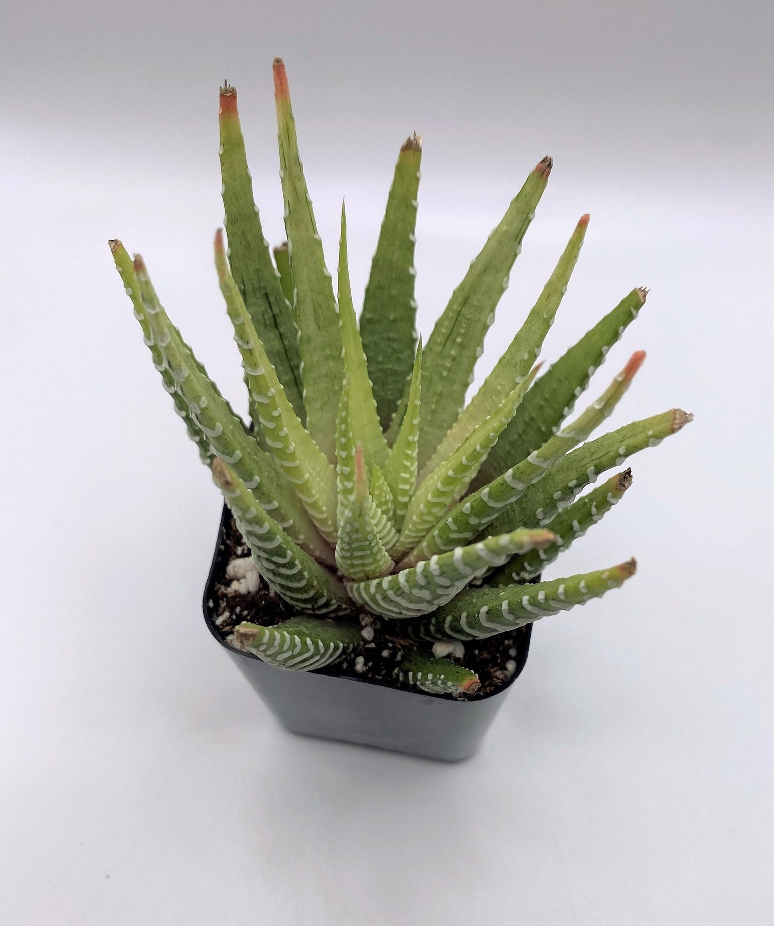 #89 Variegated Haworthia Zebra | The American Gringo