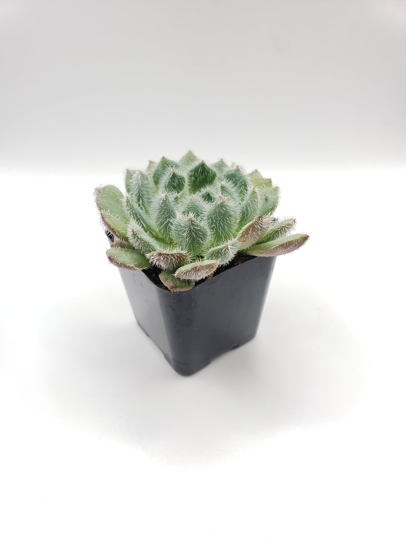 #95 Echeveria Setosa "Mexican Firecracker | The American Gringo