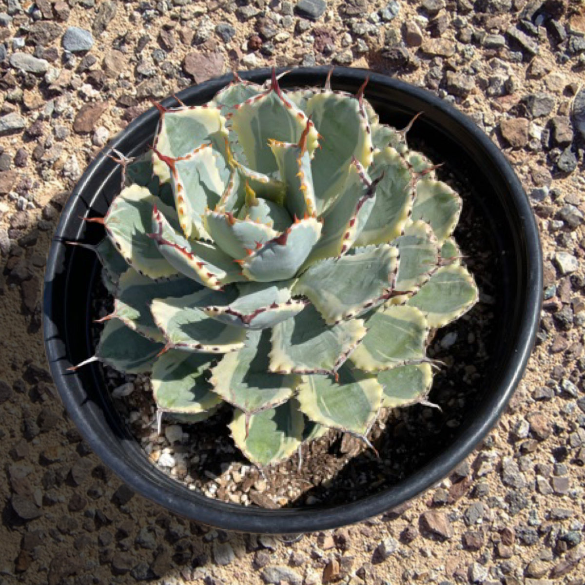Agave Potatorum Kichiokhan Marginata | The American Gringo