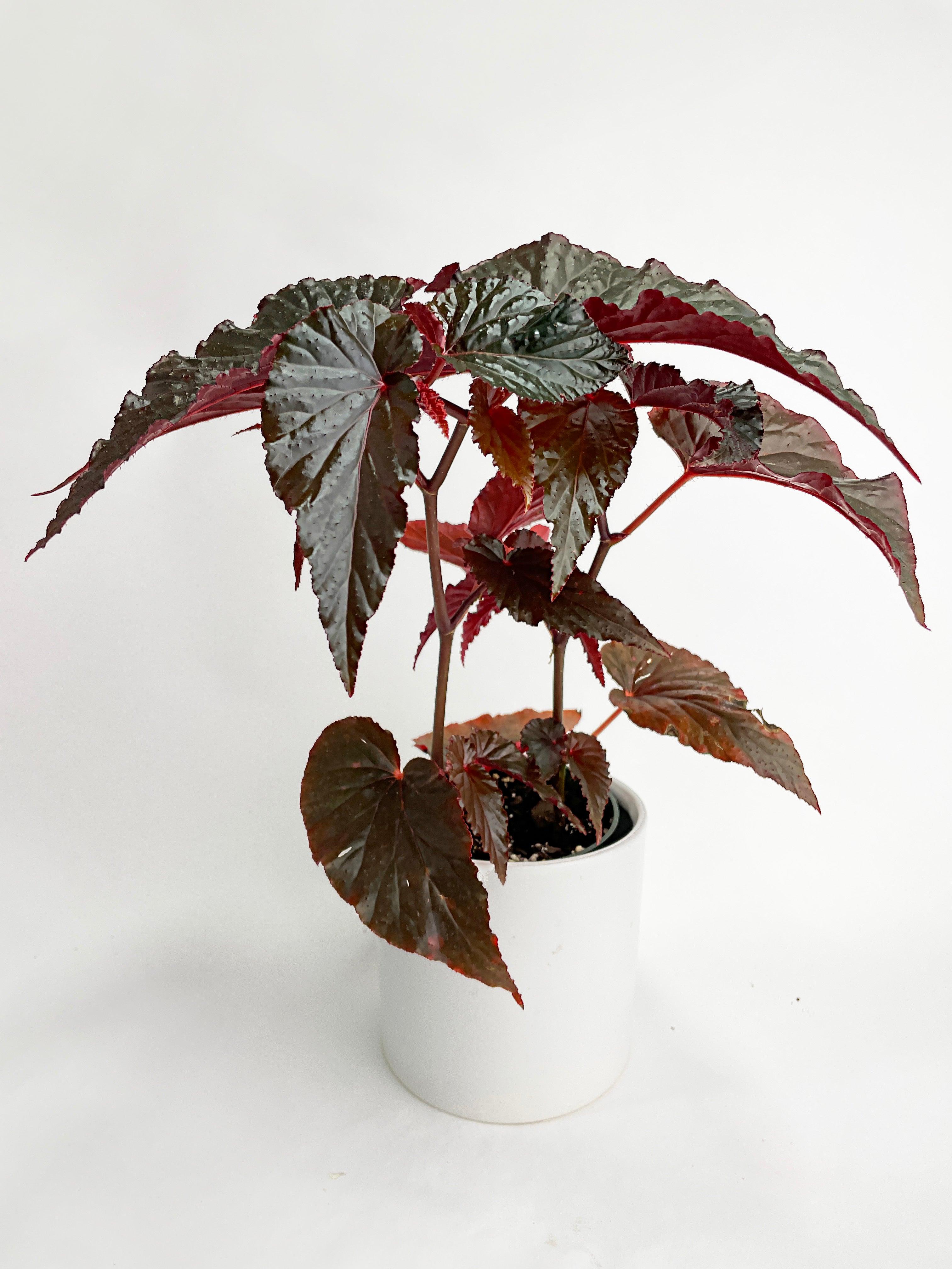 Begonia Rex Black Magic | The American Gringo