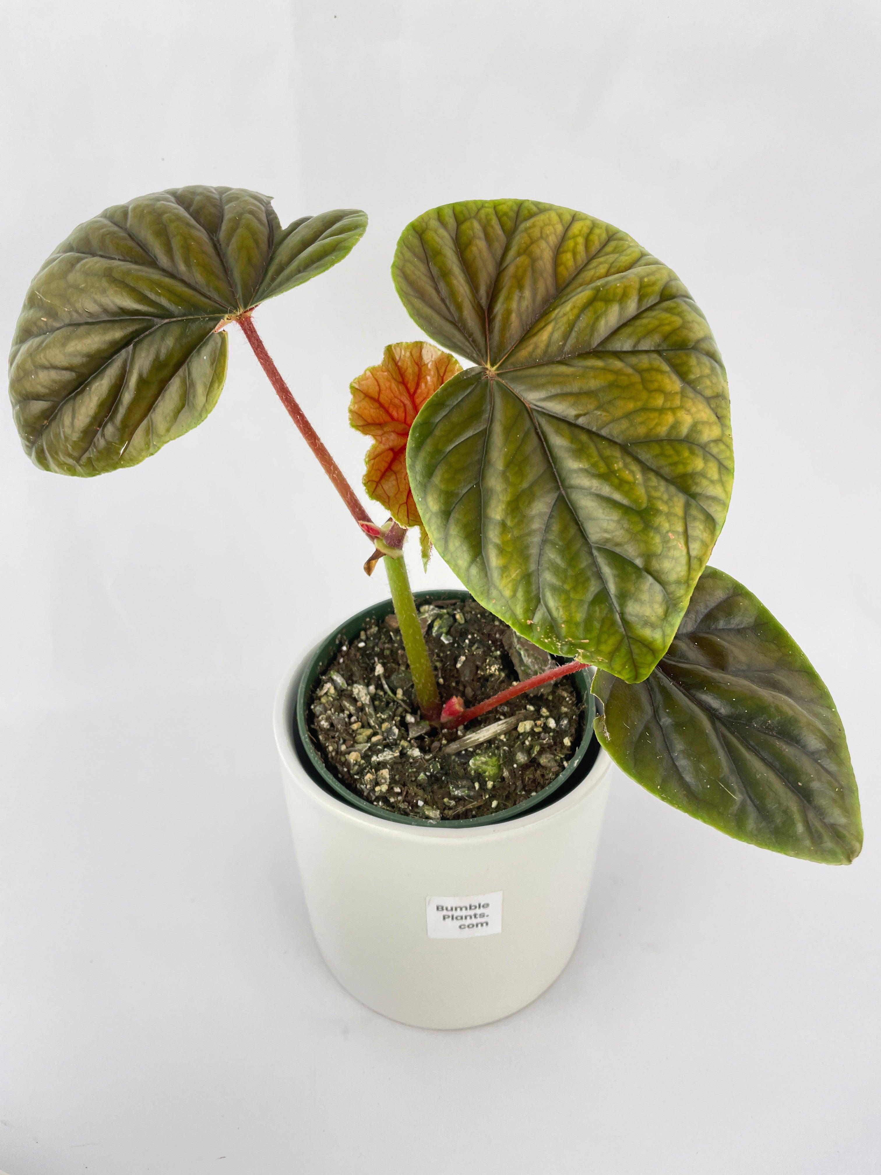 Begonia Thurstonii | The American Gringo