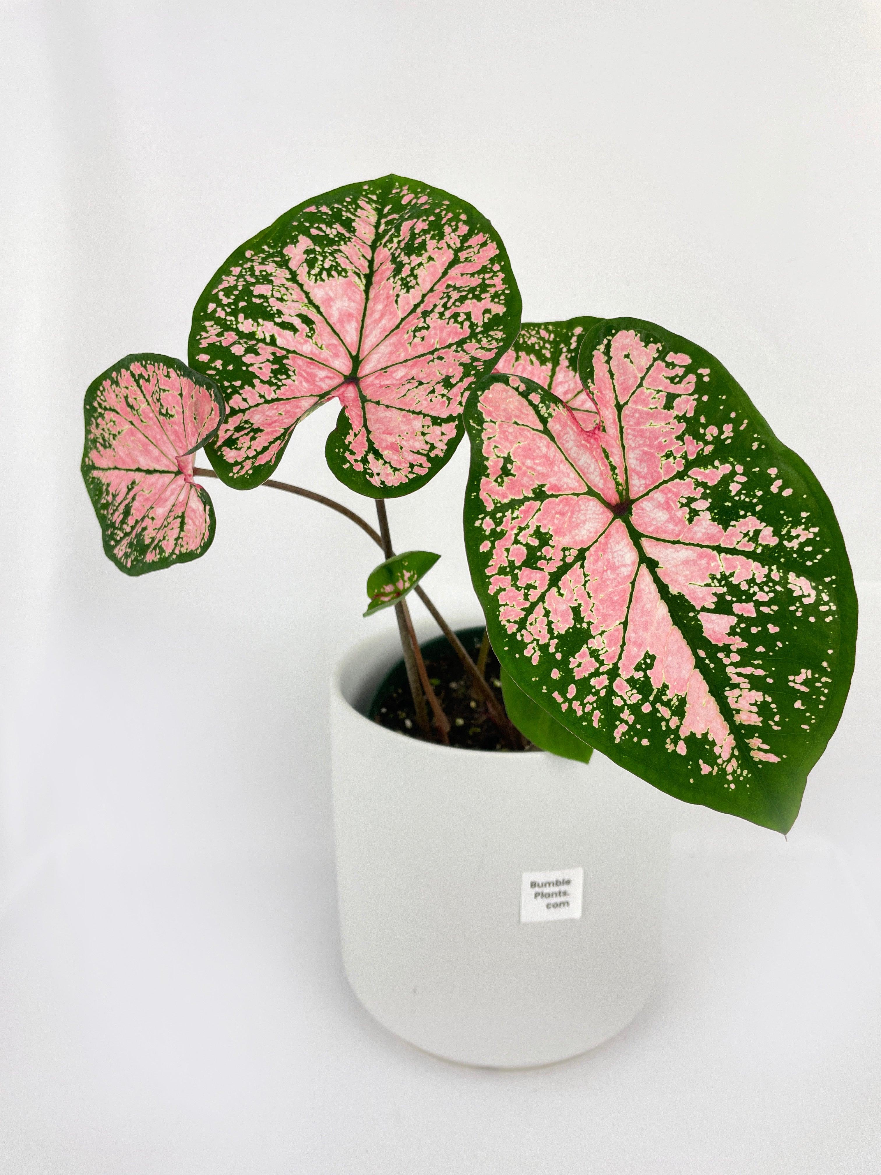 Caladium Pink Splash | The American Gringo