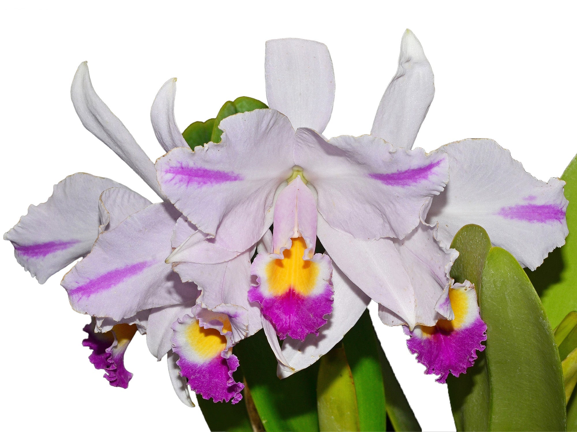 Cattleya trianae splash Real x splash | The American Gringo