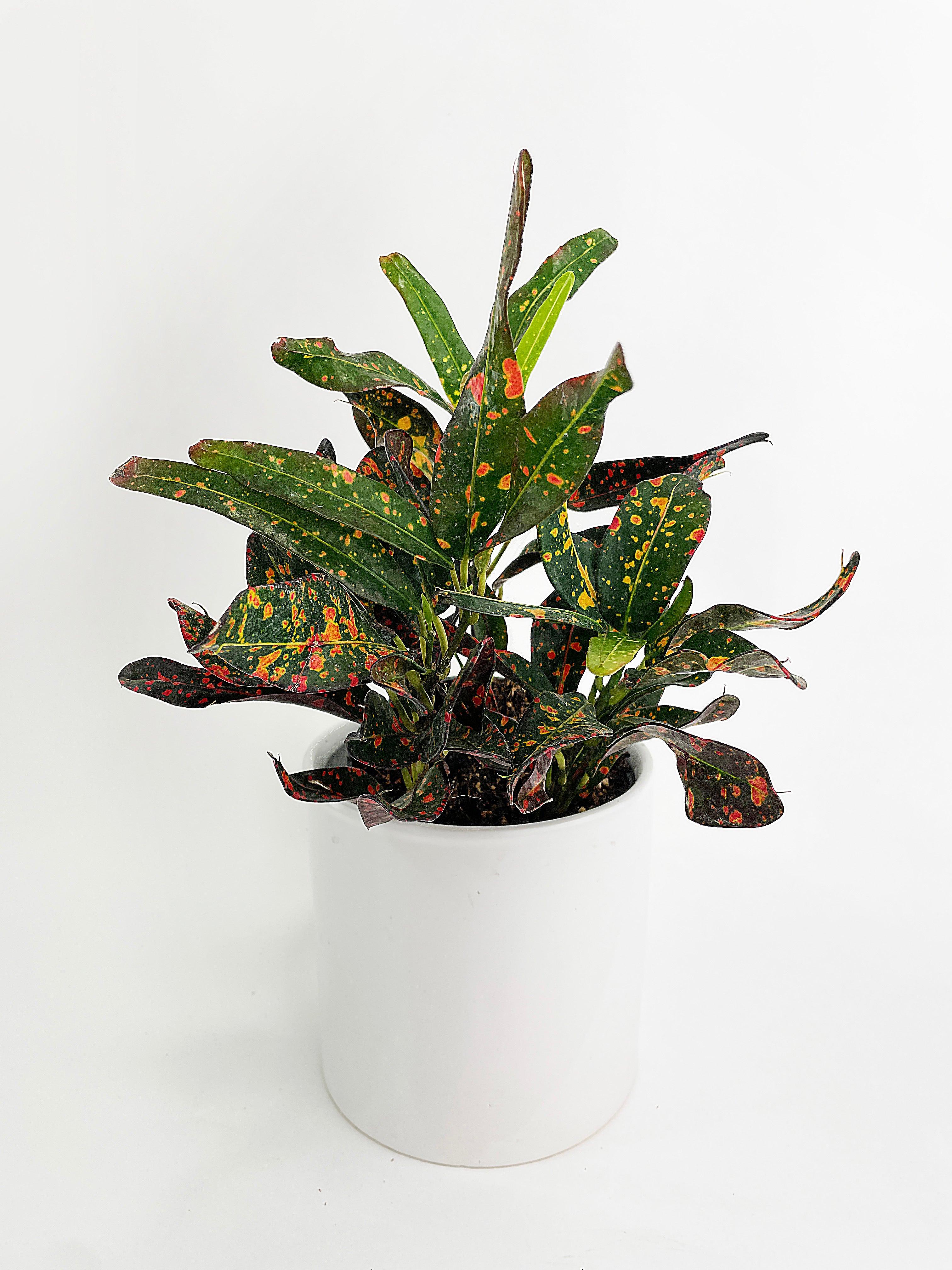 Codiaeum Variegatum 'Red Spot' Croton | The American Gringo