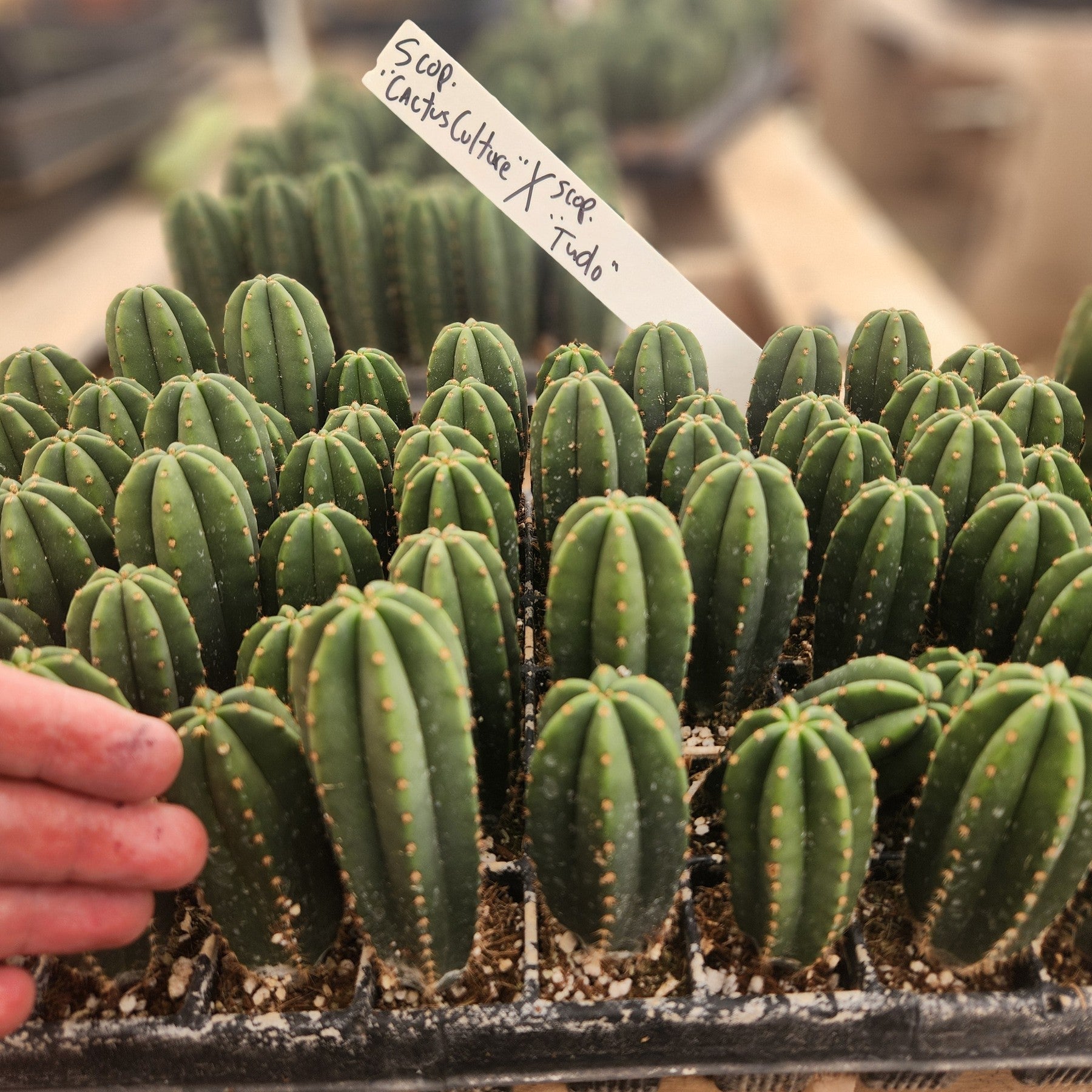 #EC115 EXACT Trichocereus Hybrid Scopulicola Cactus Culture X Scop Tudo ...