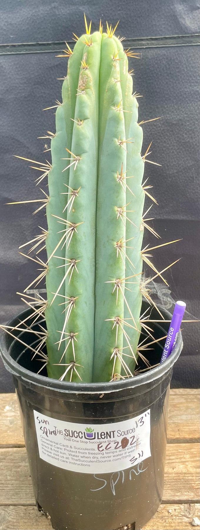 #EC202 EXACT Trichocereus Bridgesoid SunSpine Ornamental Cactus 12.5"