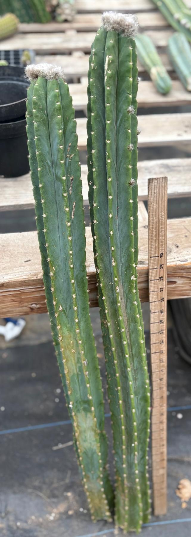 #EC242 EXACT Trichocereus Pachanoi PC 2 LONG Cactus Cuttings w flower buds