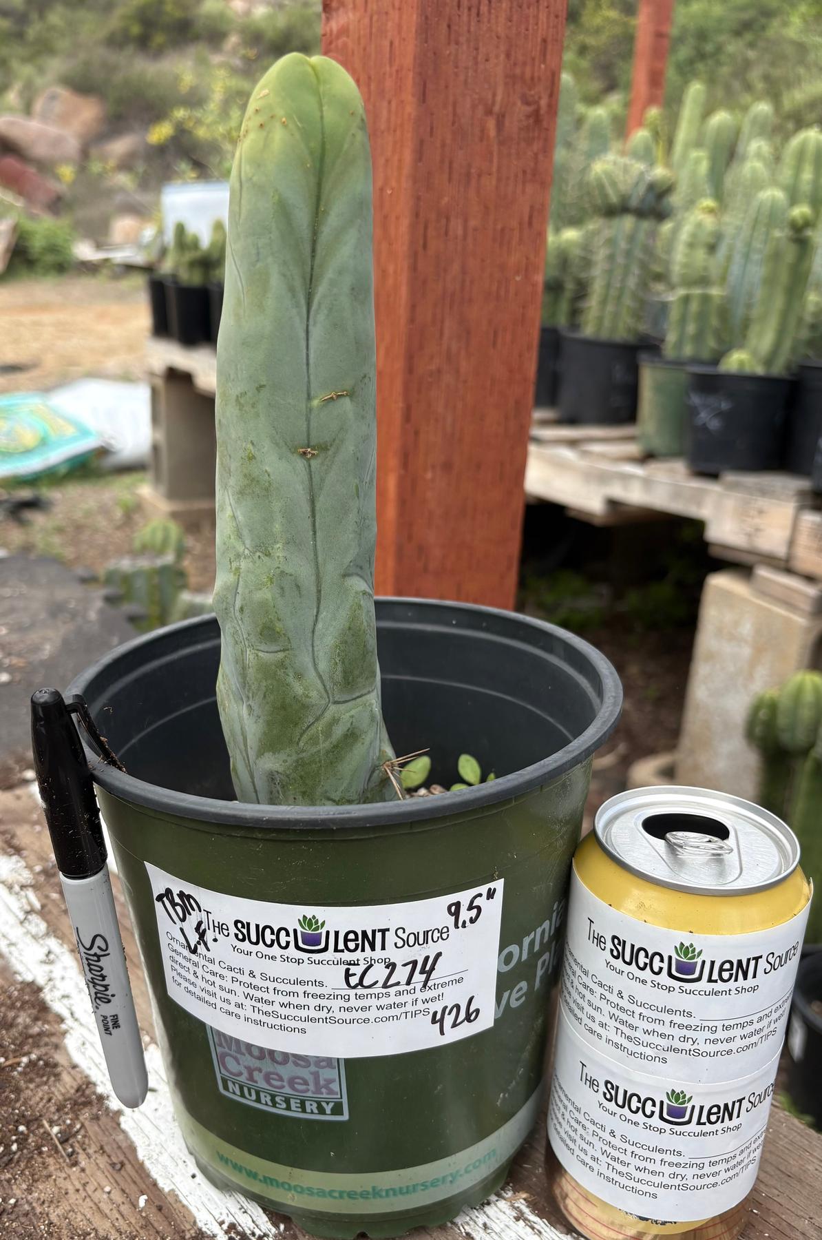 #EC274 EXACT Trichocereus Bridgesii Monstrose Long Form TBM Cactus 9”