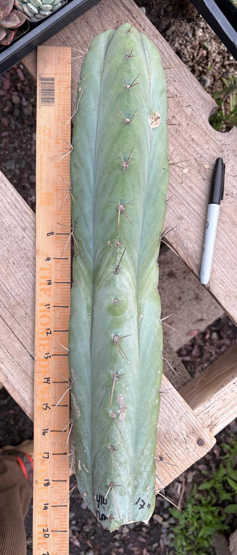 #EC56 EXACT Trichocereus Bridgesii Jiimz " Phattt cactus 17” Cutting