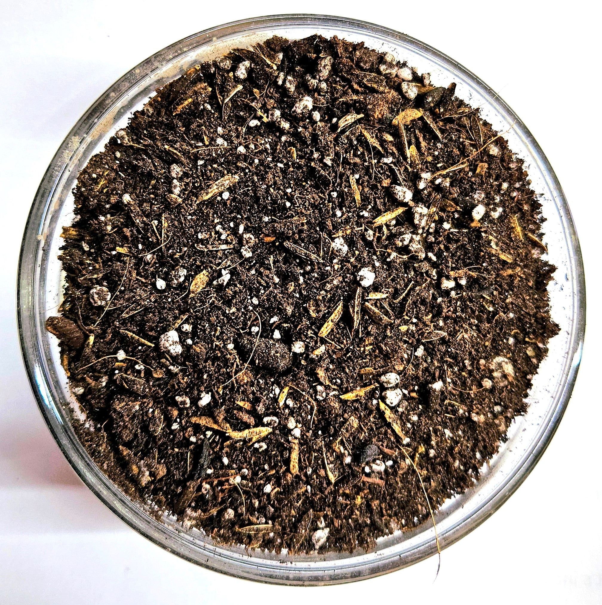 Elite Starter Bundle | The American Gringo