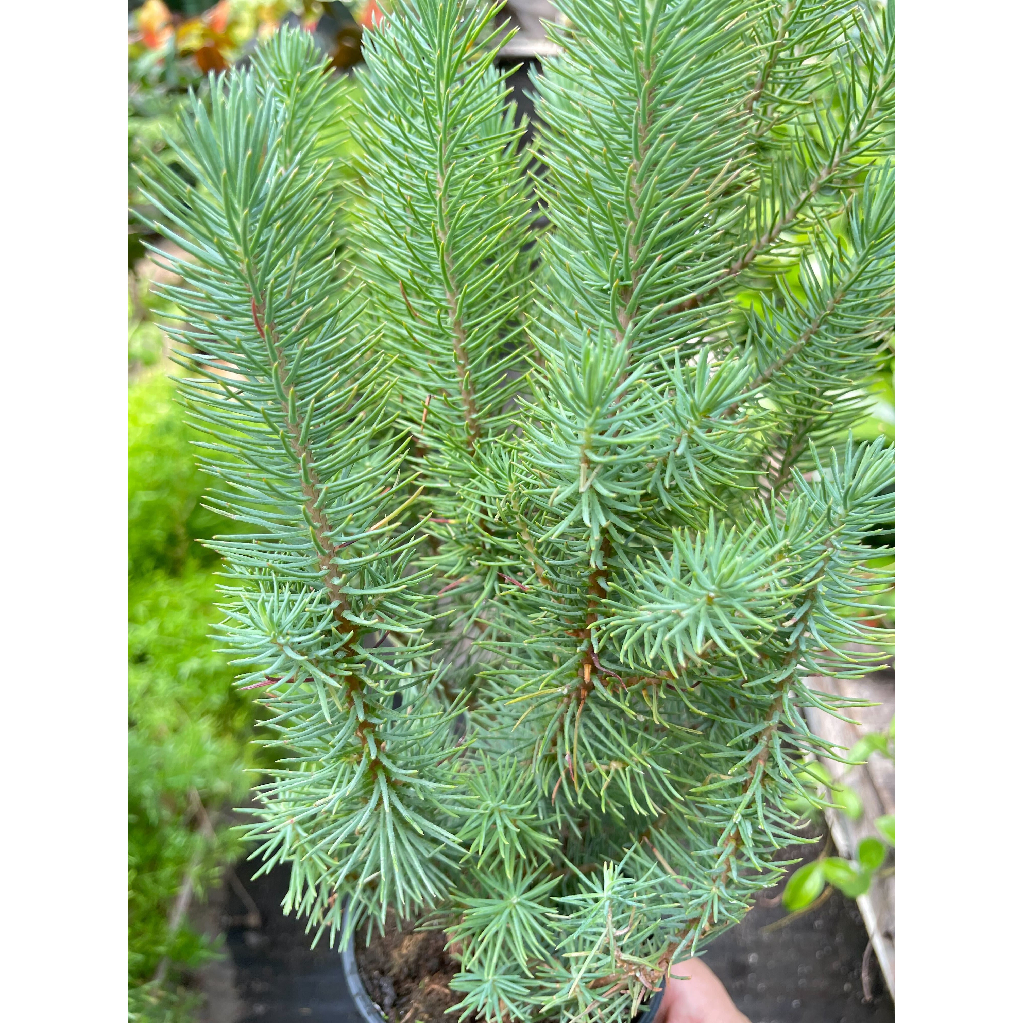 Blue Pine Trees | The American Gringo