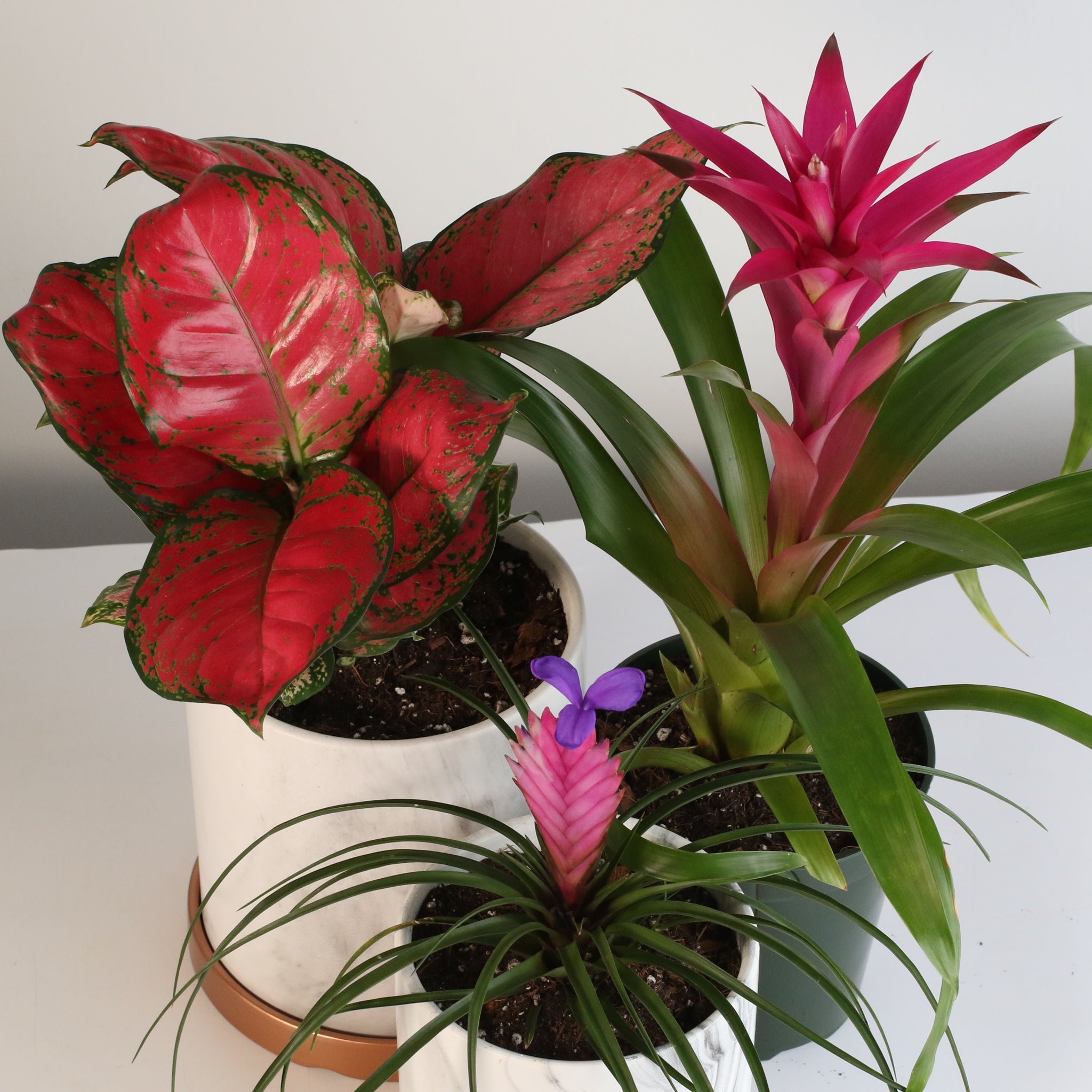 Pink Lyfe Bundle | The American Gringo