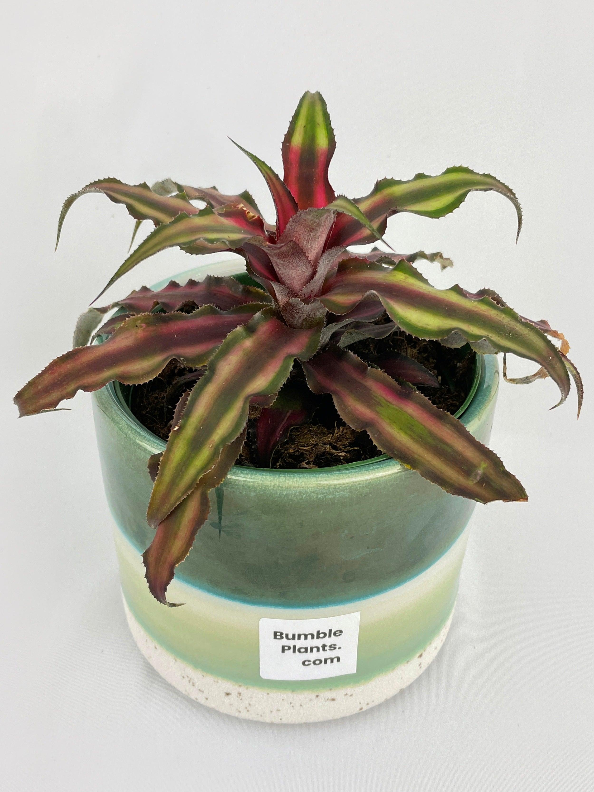 Red Star Bromeliad Cryptanthus Bivittatus | The American Gringo