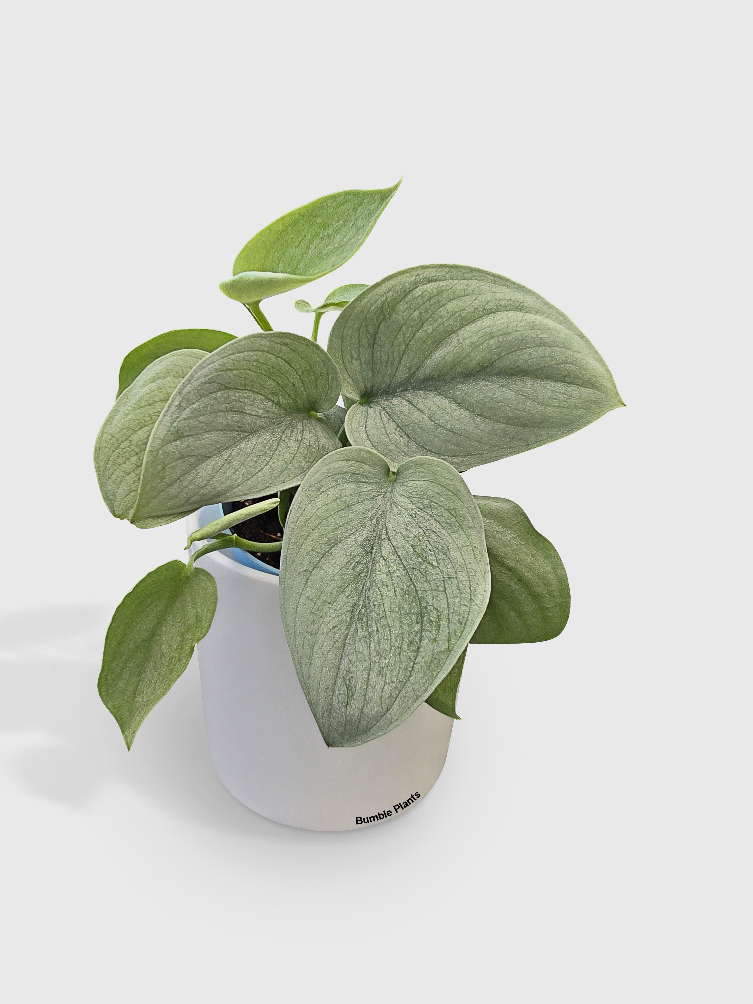 Scindapsus Pictus 'SOOO™ Silver' | The American Gringo