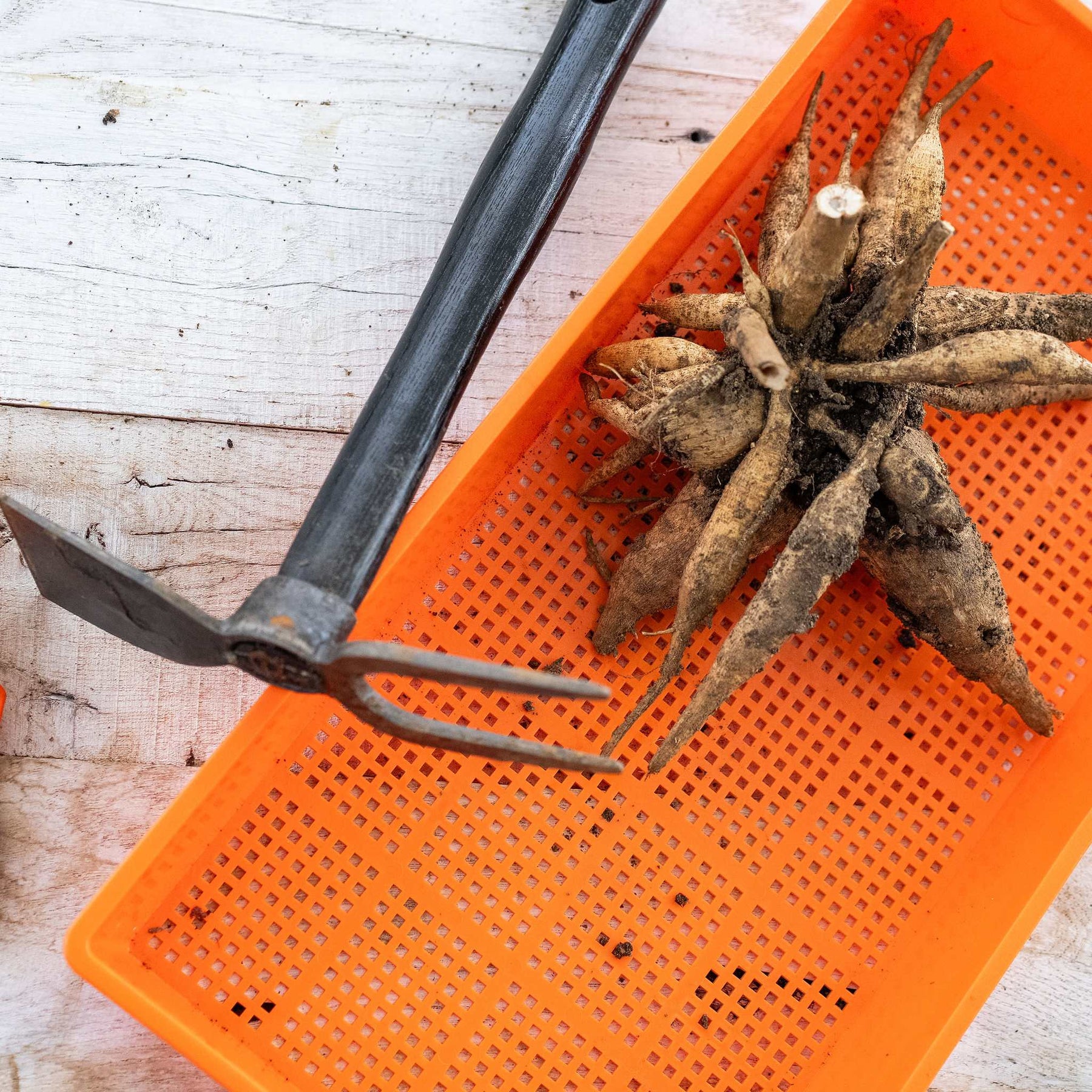 Small Hand Dual Function Garden Hoe With Fork | The American Gringo