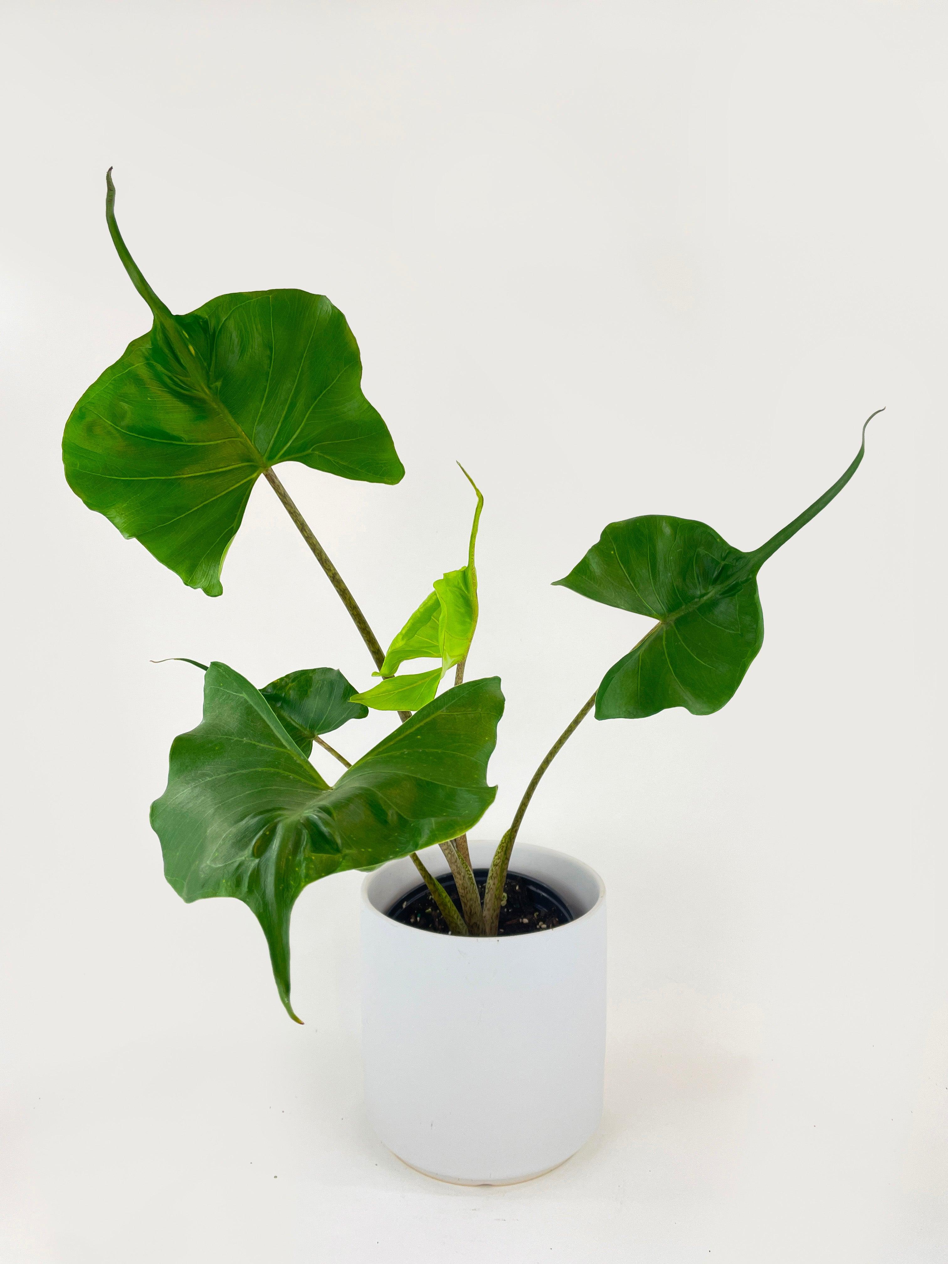 Alocasia ‘Stingray’ Macrorrhiza | The American Gringo