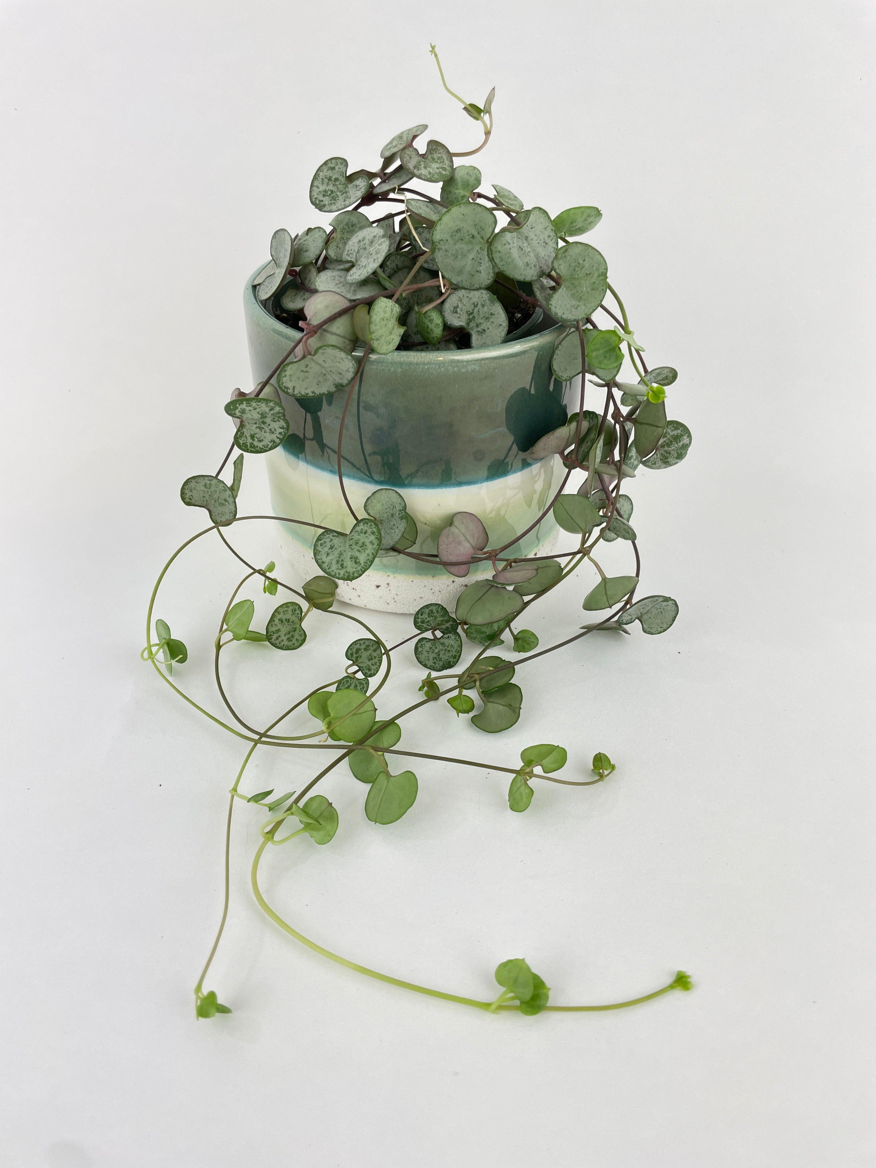 Silver Glory String of Hearts | The American Gringo