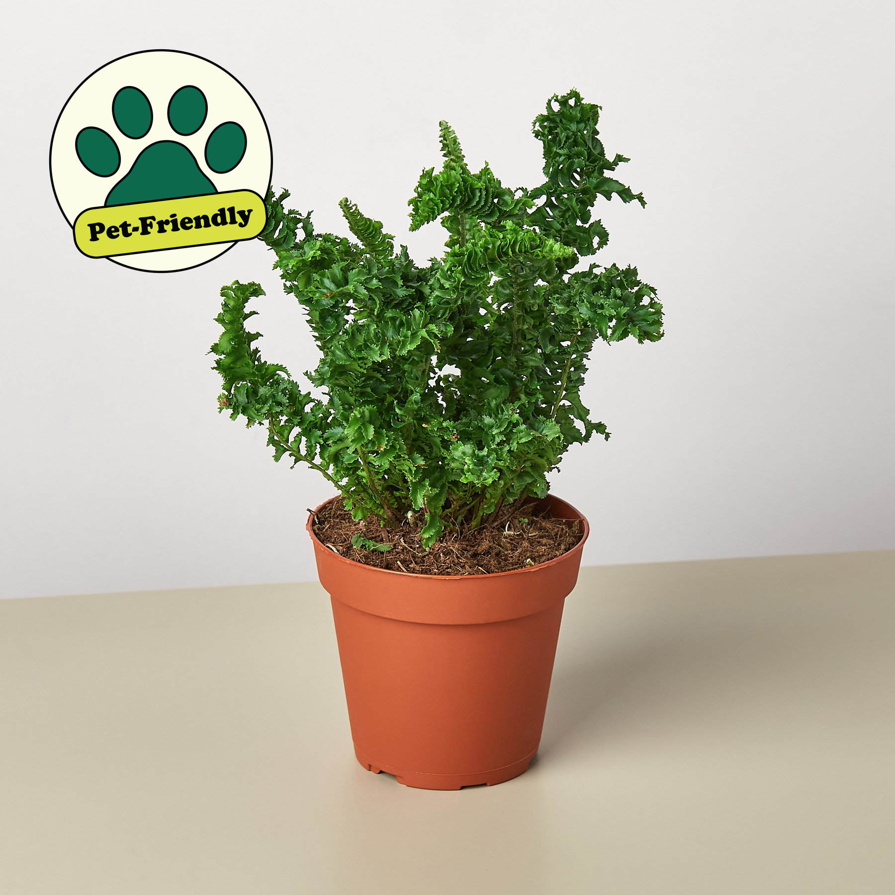 Fern 'Emina' | The American Gringo