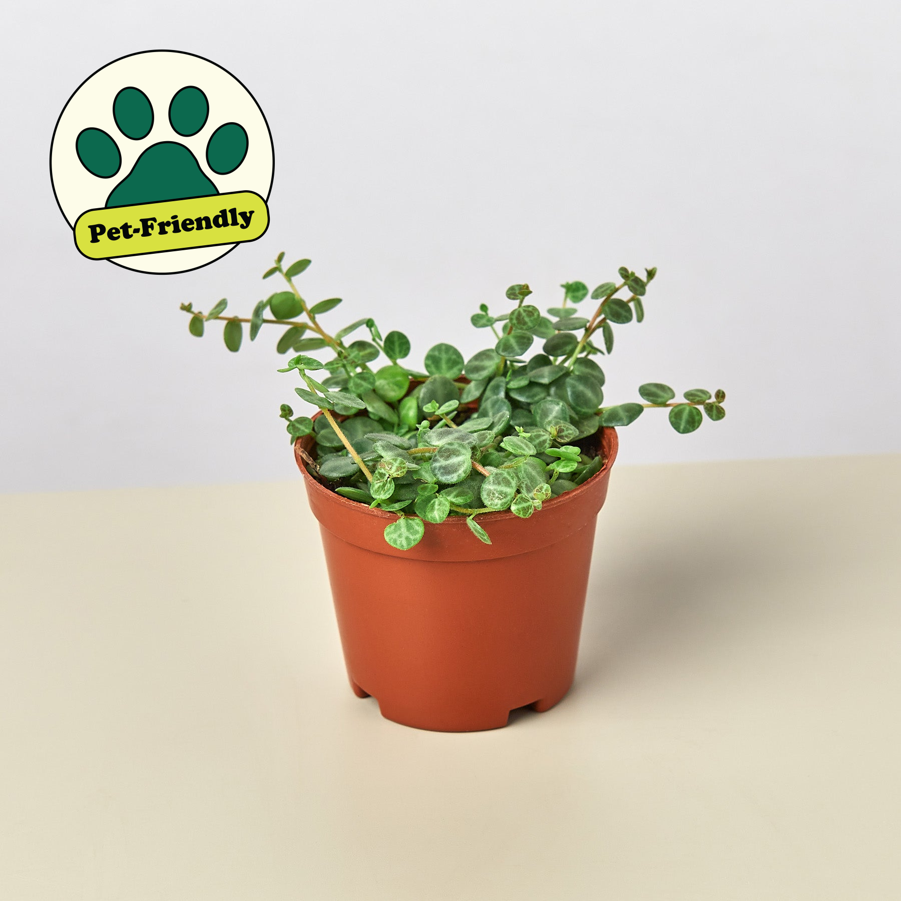 Peperomia Prostrata 'String of Turtles' | The American Gringo