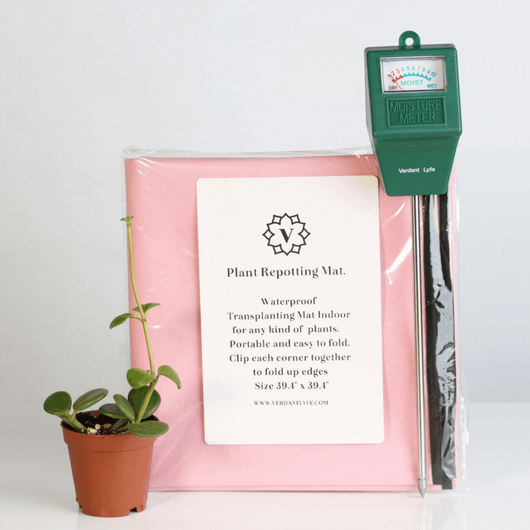 Starter Pack Bundle | The American Gringo